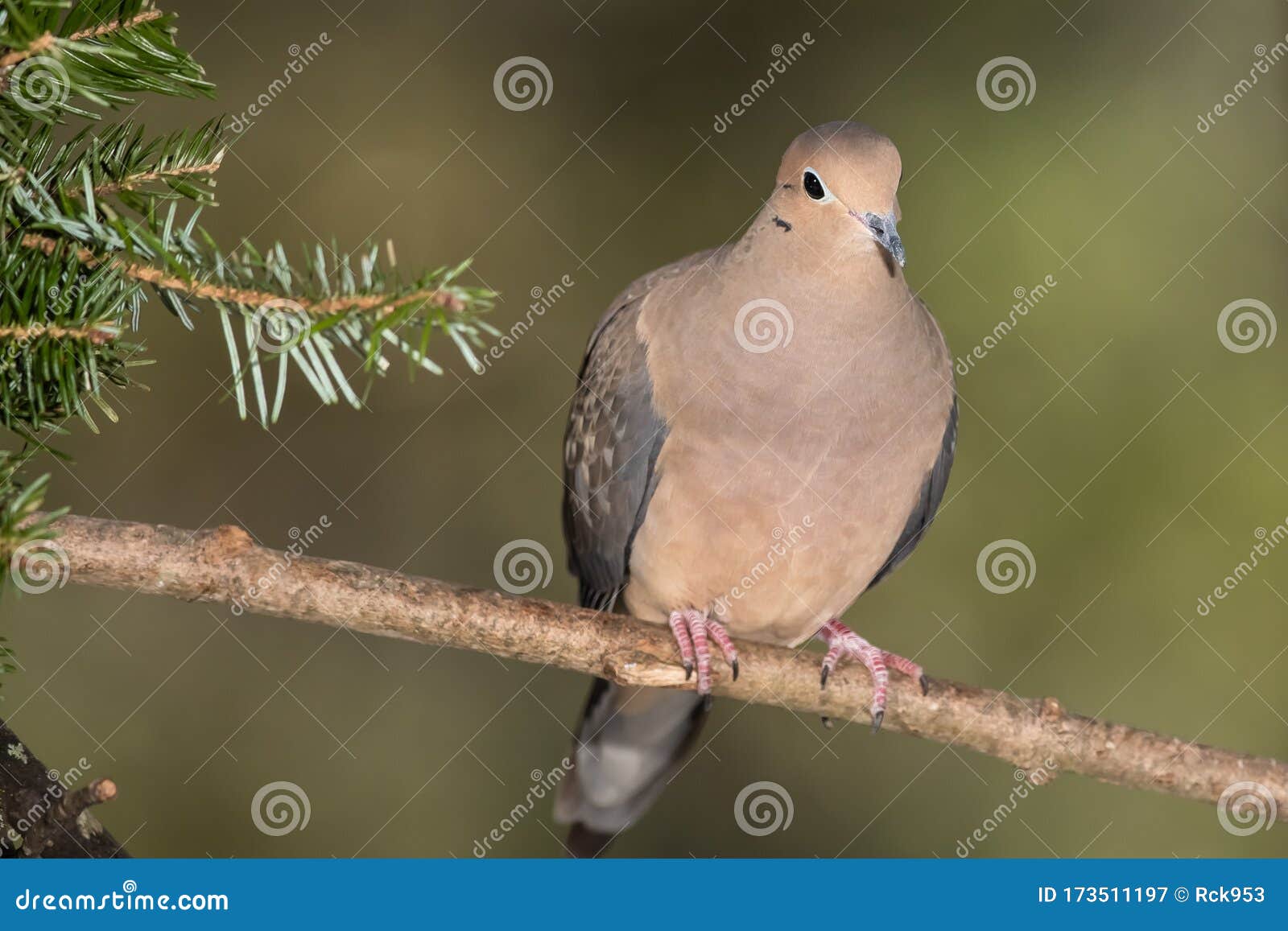 Mourning Dove Resting in an Evergreen Tree Stock Image - Image of ...