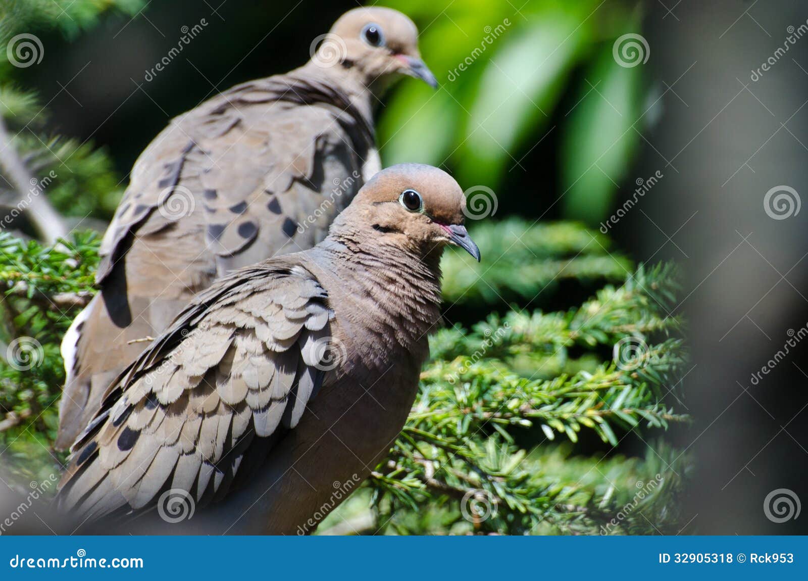 Mourning Dove with Ruffled Feathers Stock Photo - Image of dove ...