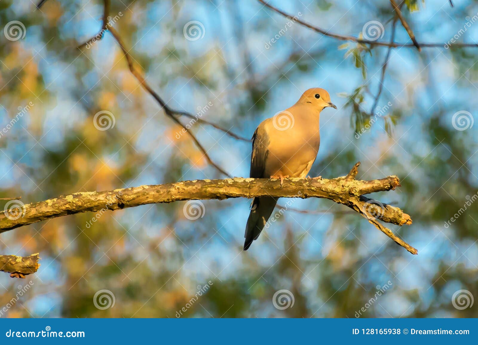 A Mourning Dove`s Evening Perch Stock Photo - Image of beautiful ...