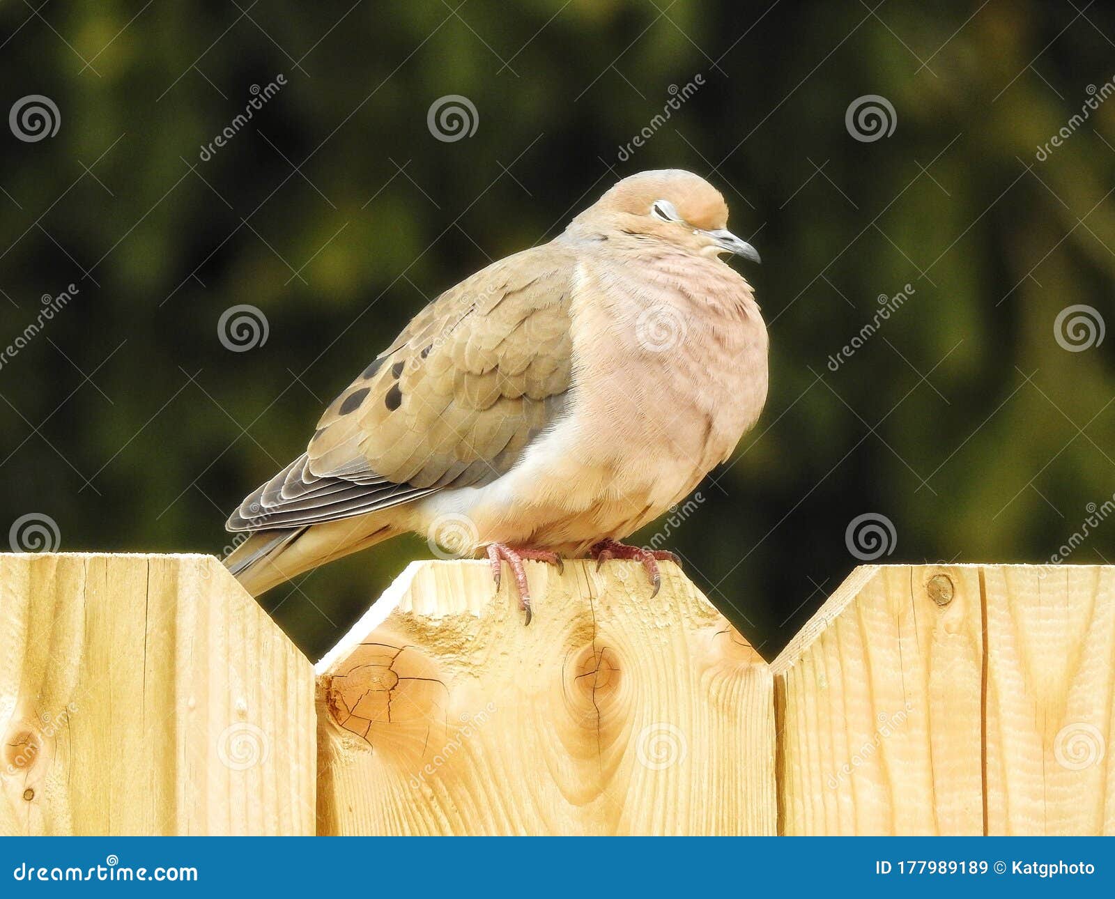 Mourning Dove Sleeping on a Wood Fence Stock Image - Image of branch ...