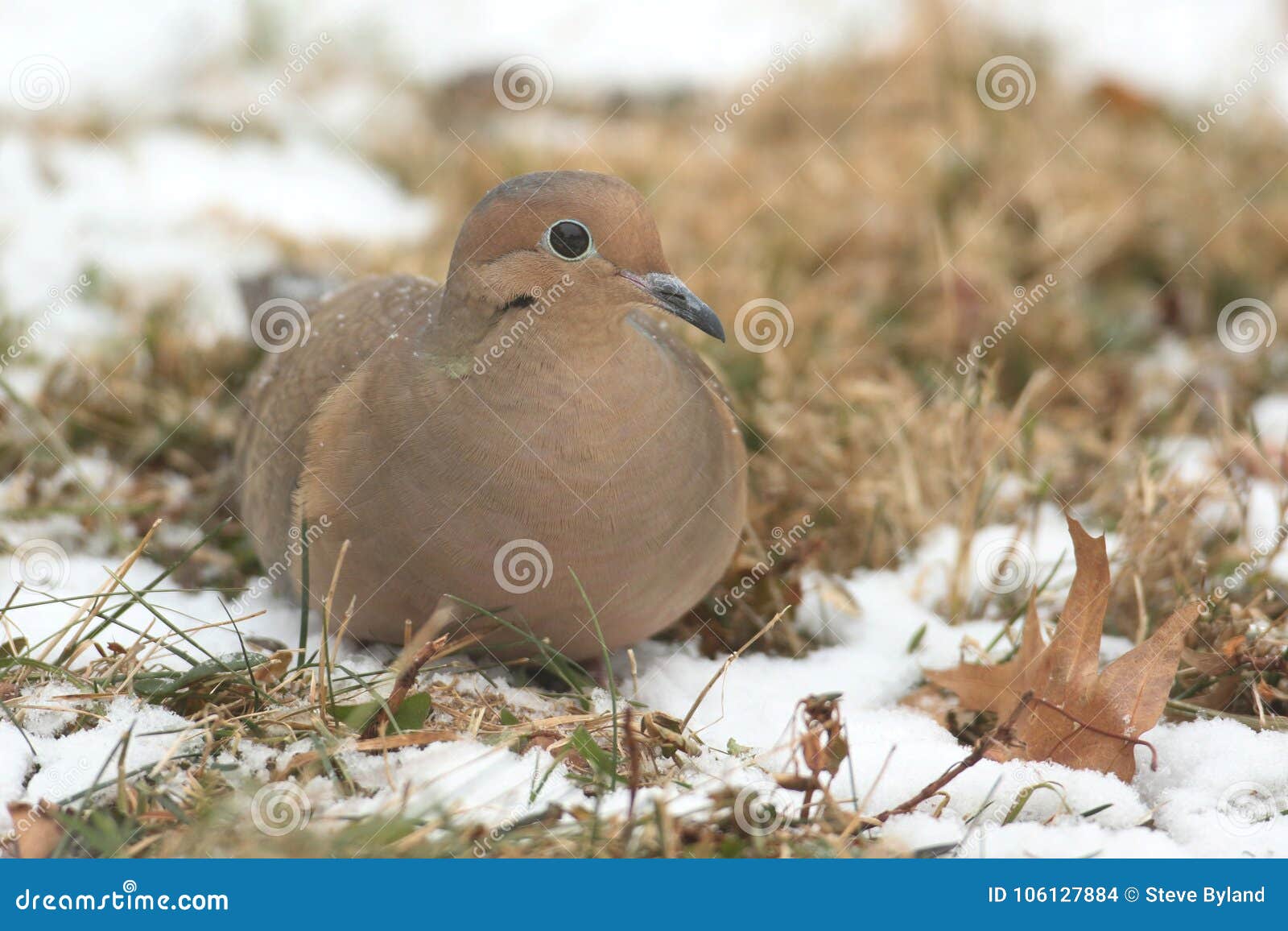 Mourning Dove in Snow stock photo. Image of zenaida - 106127884