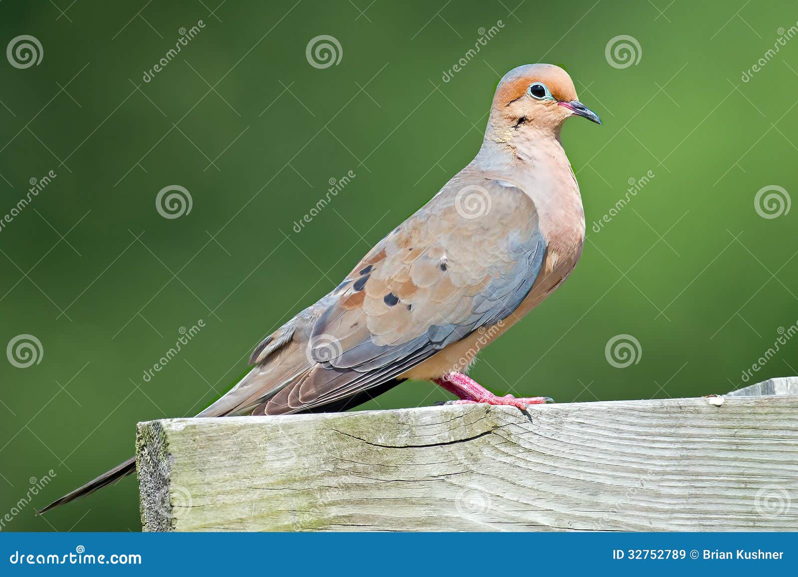 Mourning Dove stock image. Image of bird, macroura, avian - 32752789