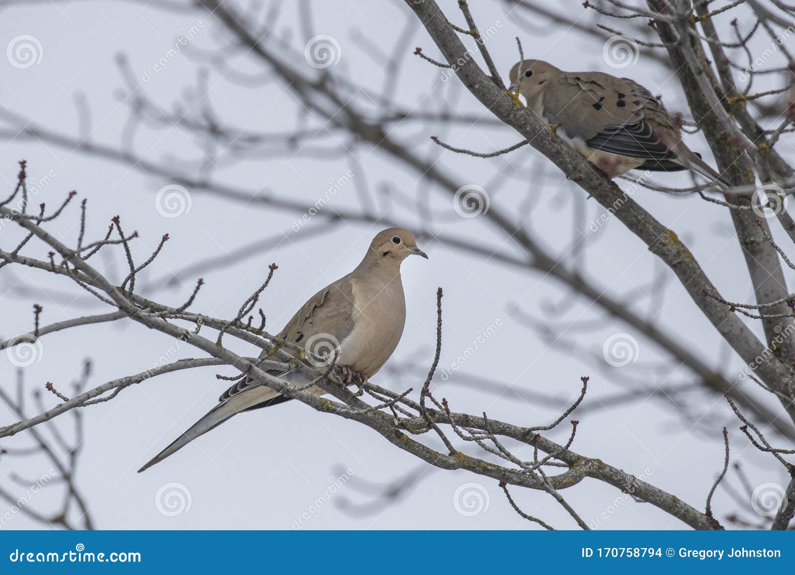 Dove In The Tree Royalty-Free Stock Image | CartoonDealer.com #127829386