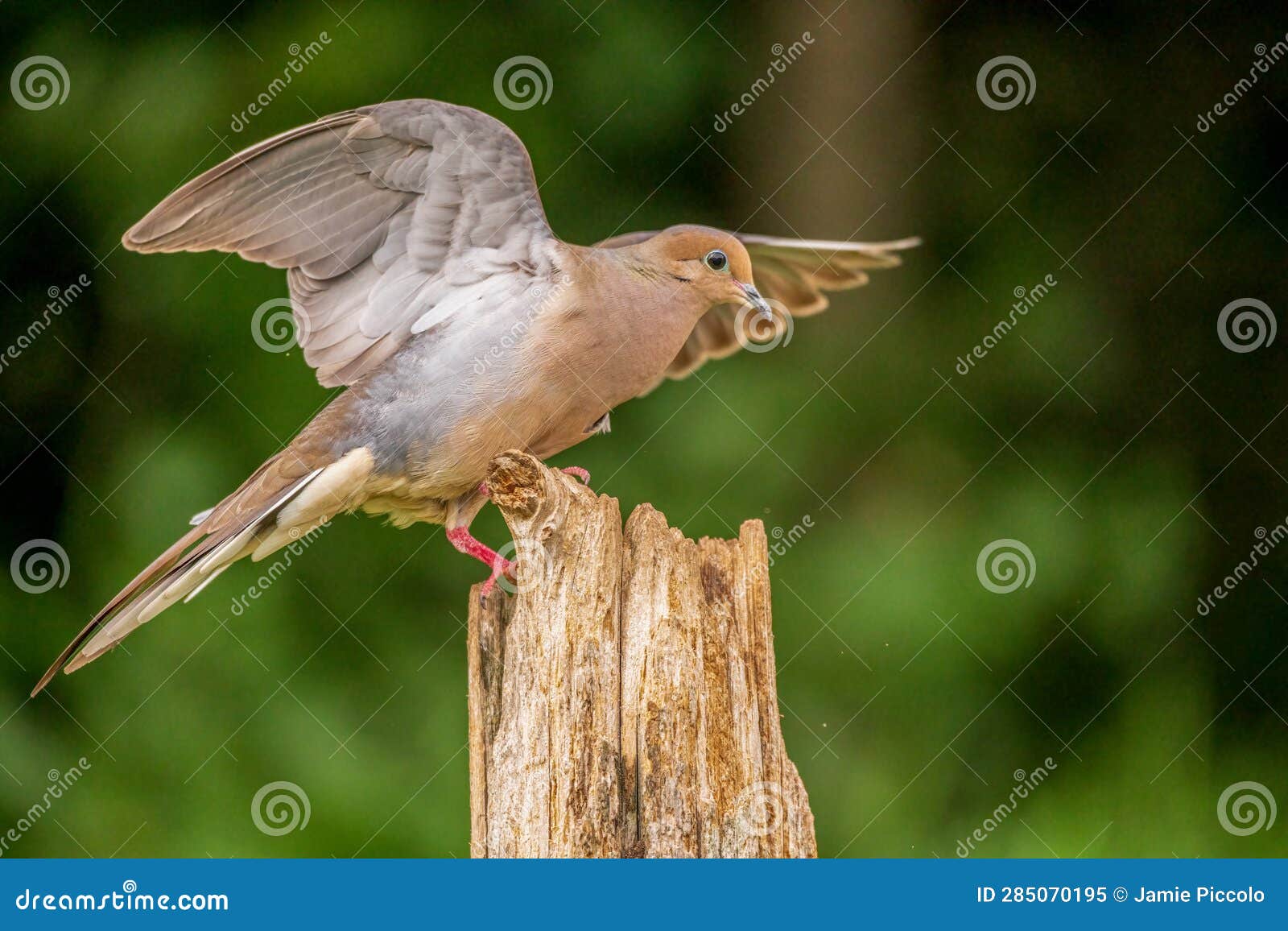 Mourning Dove with Wings Spread on a Post Stock Image - Image of post ...