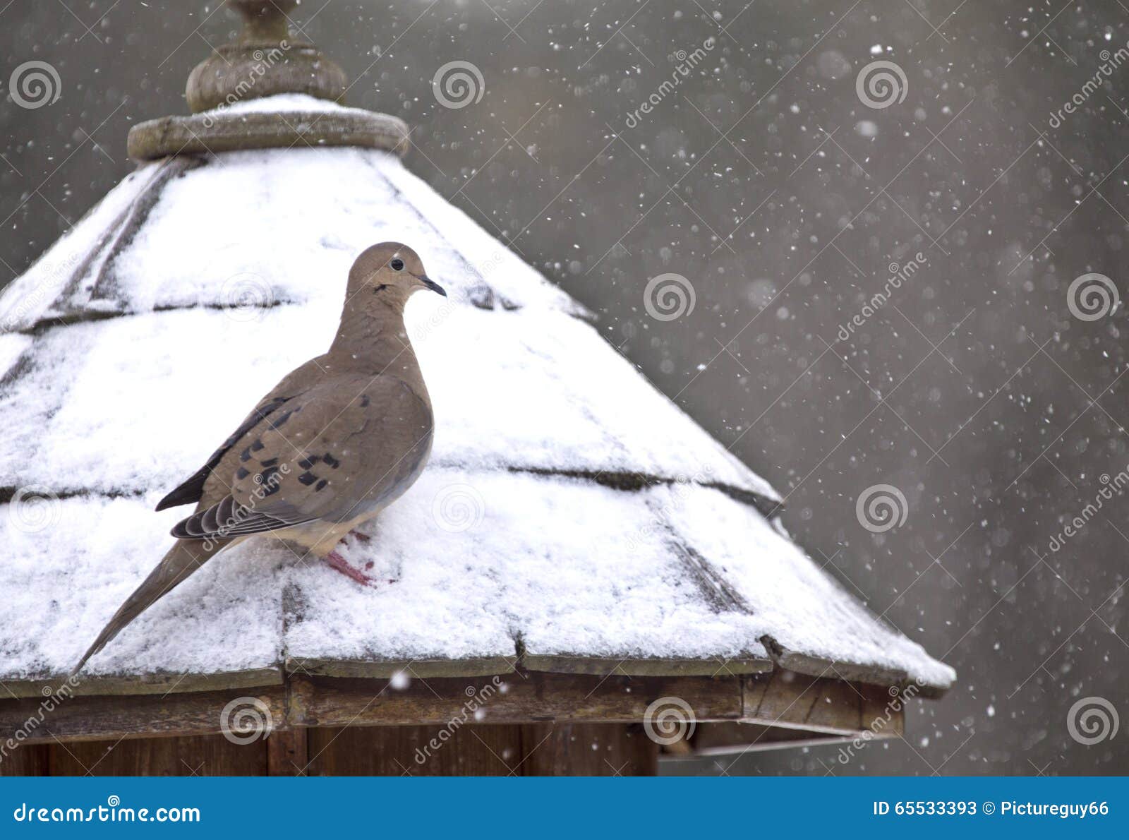 Mourning Dove in Winter stock image. Image of wild, outdoors - 65533393