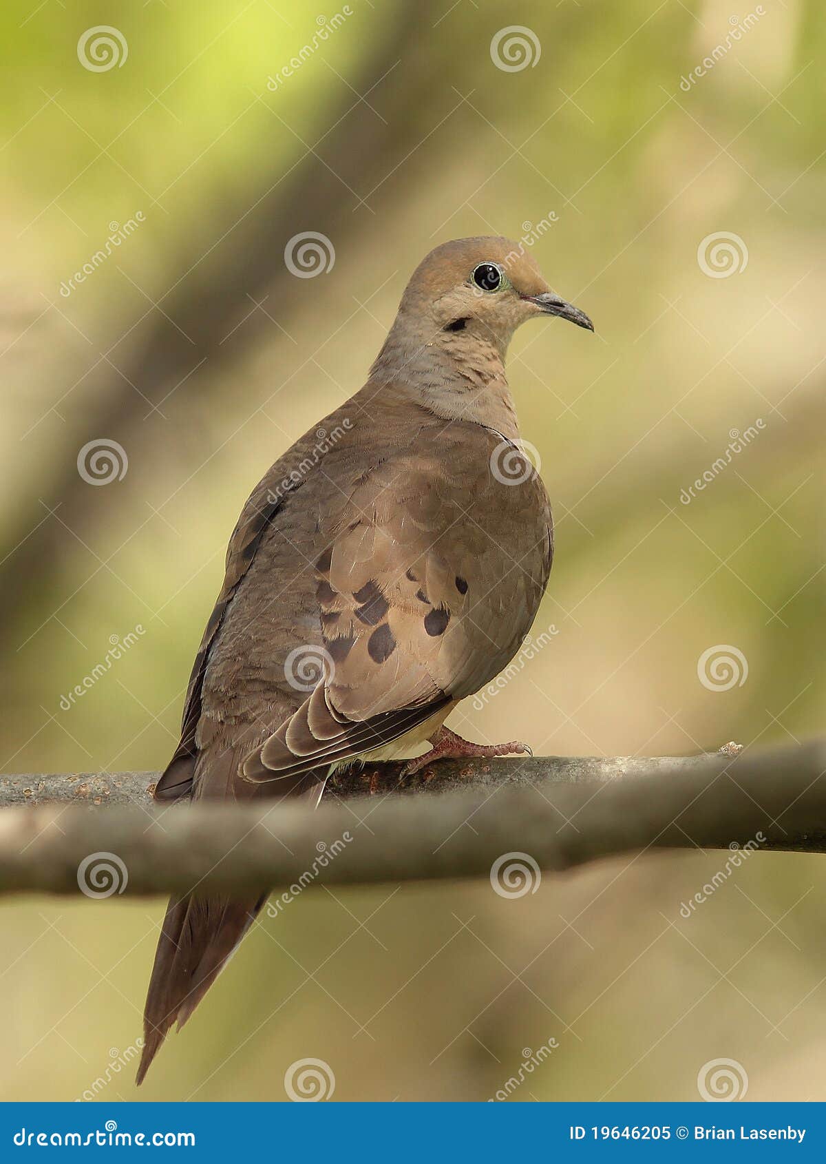 Mourning Dove (Zenaida Macroura) Stock Image - Image of america ...