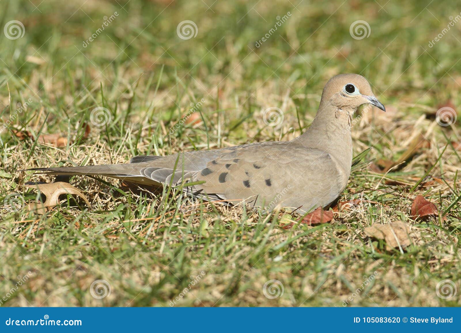 Mourning Dove Zenaida Macroura Stock Photo - Image of zenaida, wildlife ...