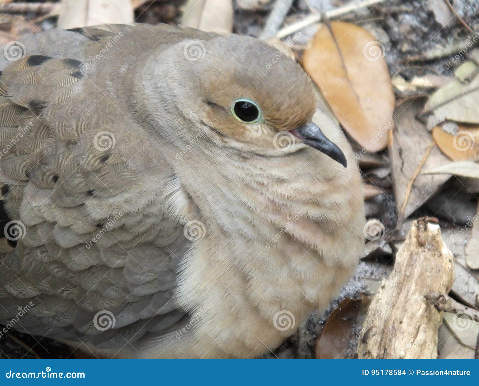 Mourning Dove Zenaida Macroura Stock Photo - Image of zenaida, dove ...