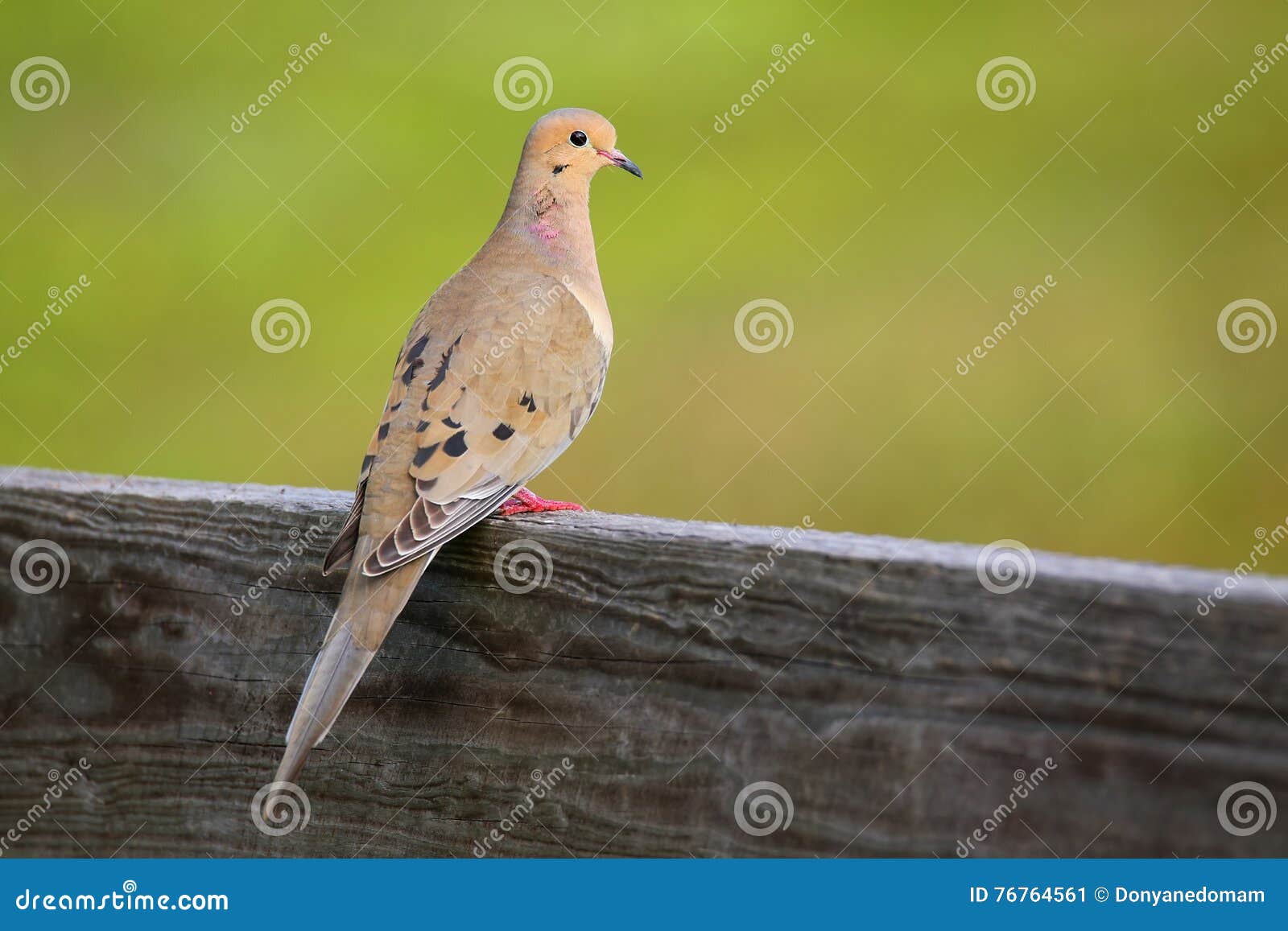 Mourning Dove (Zenaida Macroura) Stock Image - Image of fauna, pigeon ...