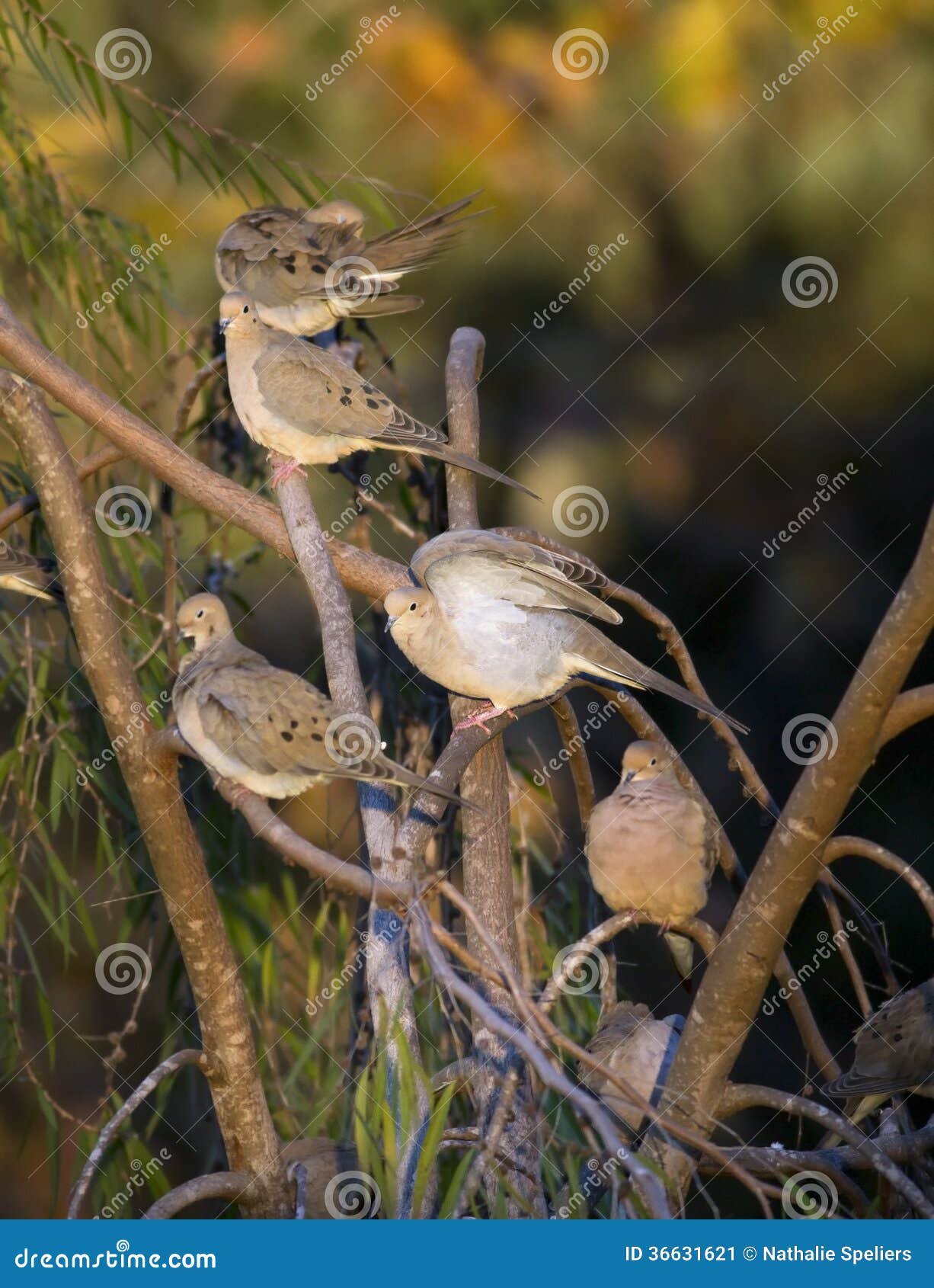 Mourning Doves on Branches stock image. Image of pigeon - 36631621