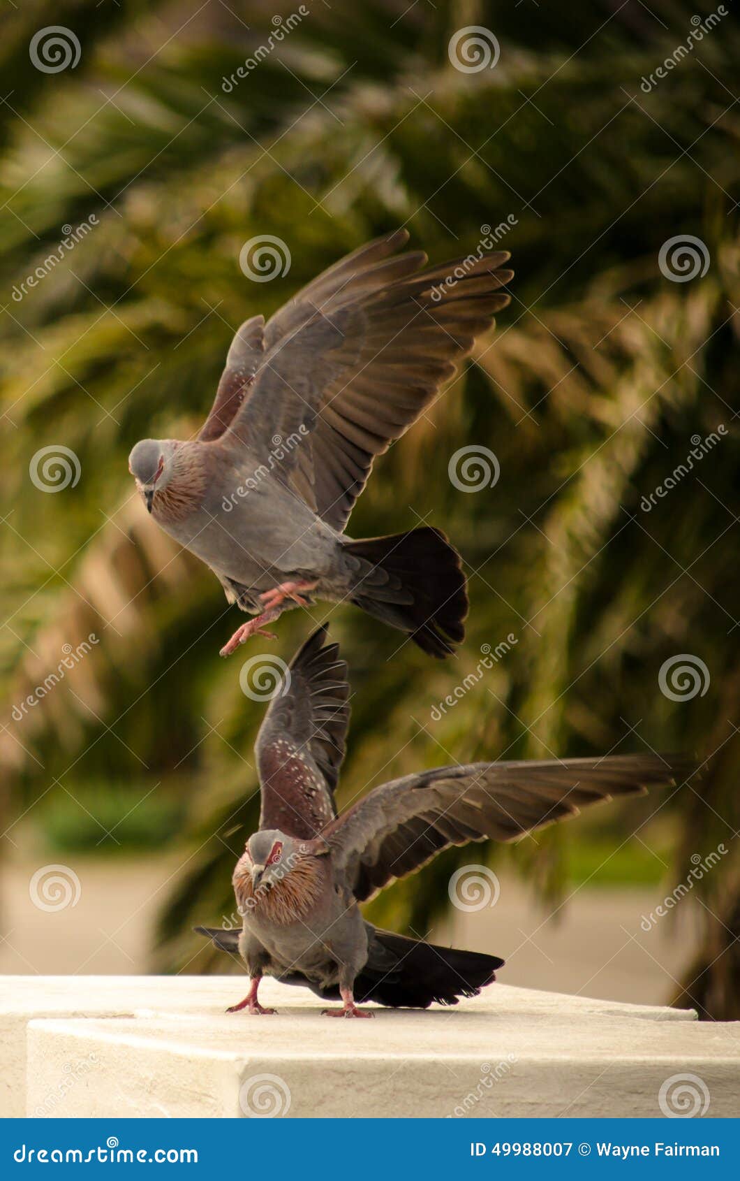 Mourning doves mating stock image. Image of performing - 49988007
