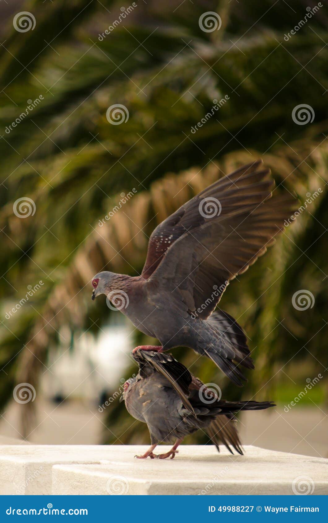 Mourning doves mating stock image. Image of pair, nature - 49988227