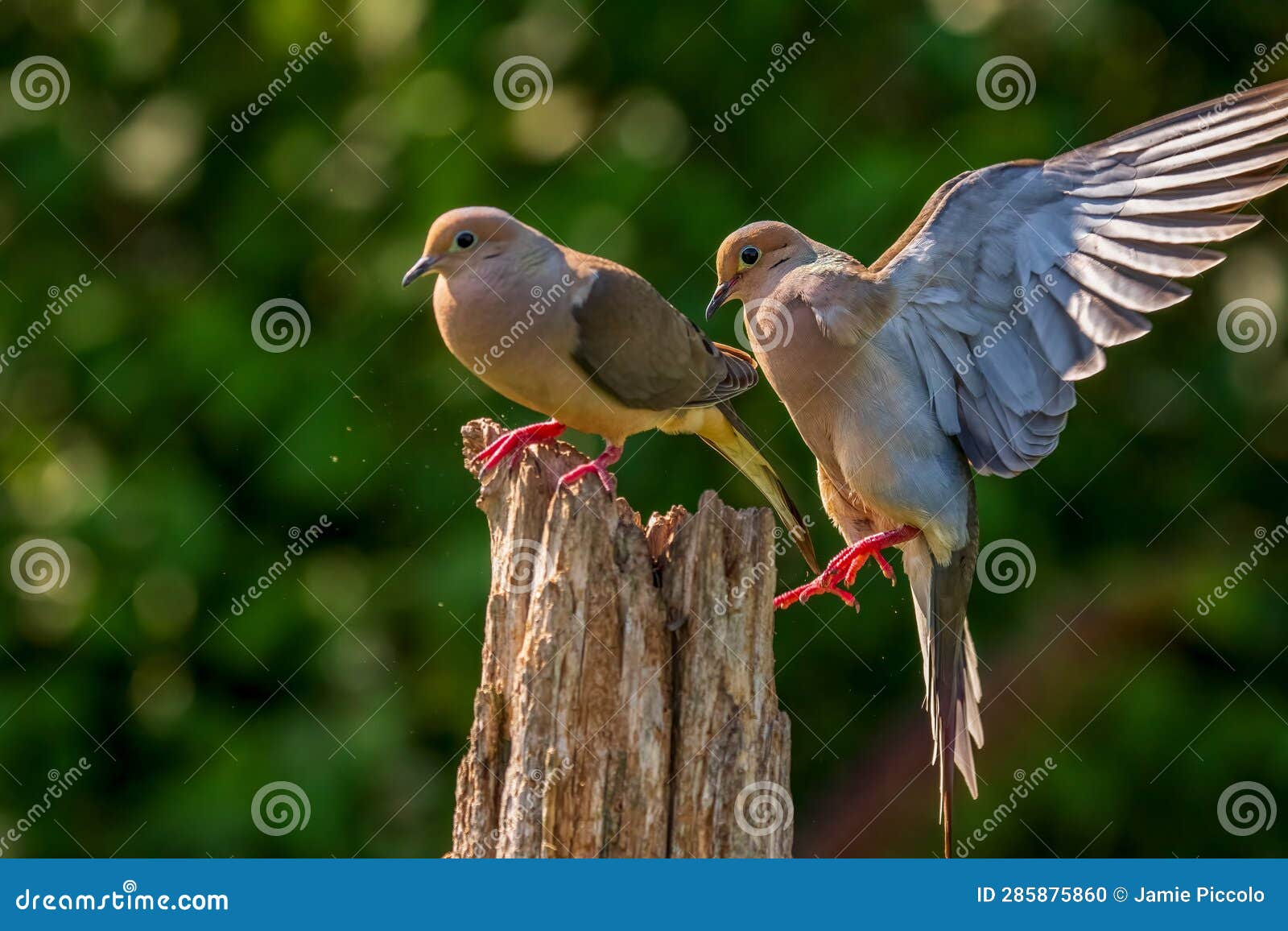 Mourning Doves Together on a Post in Summer Stock Photo - Image of ...