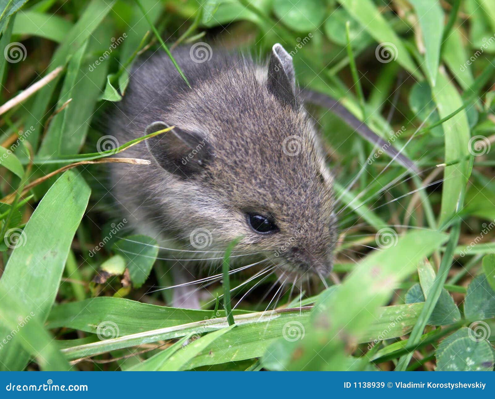 Mouse stock image. Image of furry, rodent, face, cute - 1138939