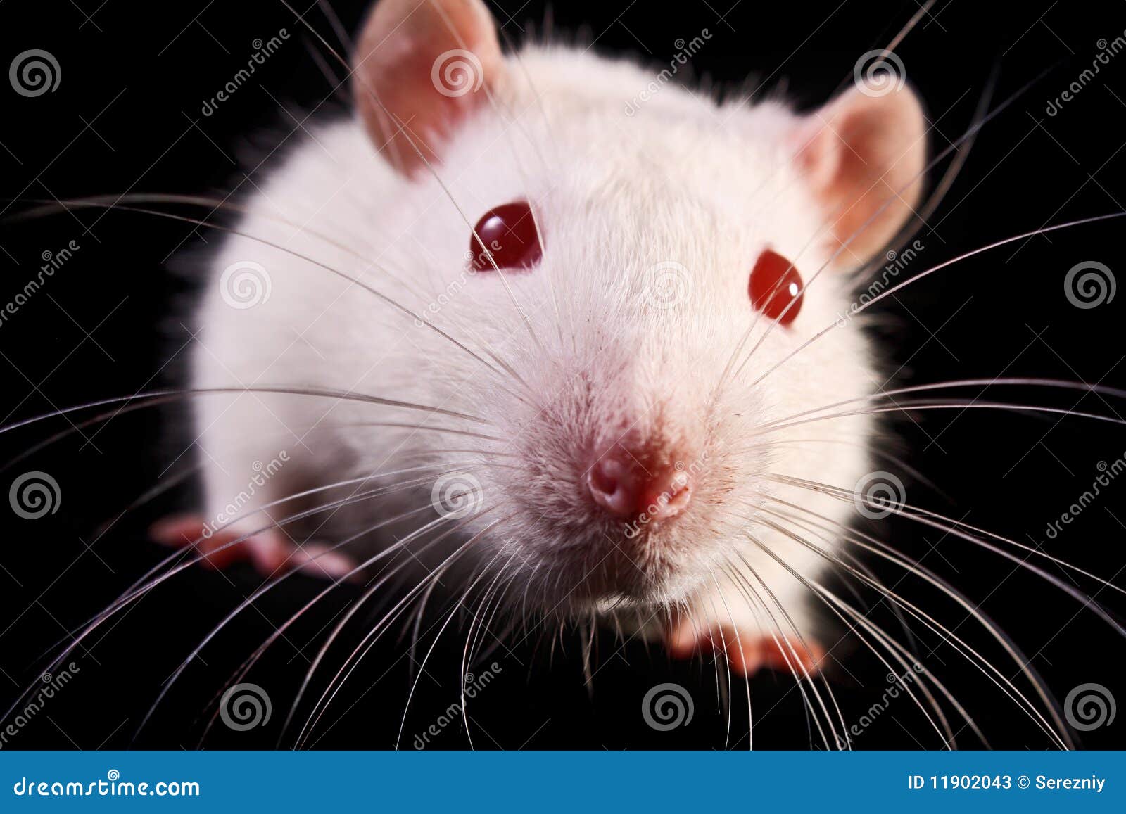 Mouse stock image. Image of background, face, cute, mouse - 11902043
