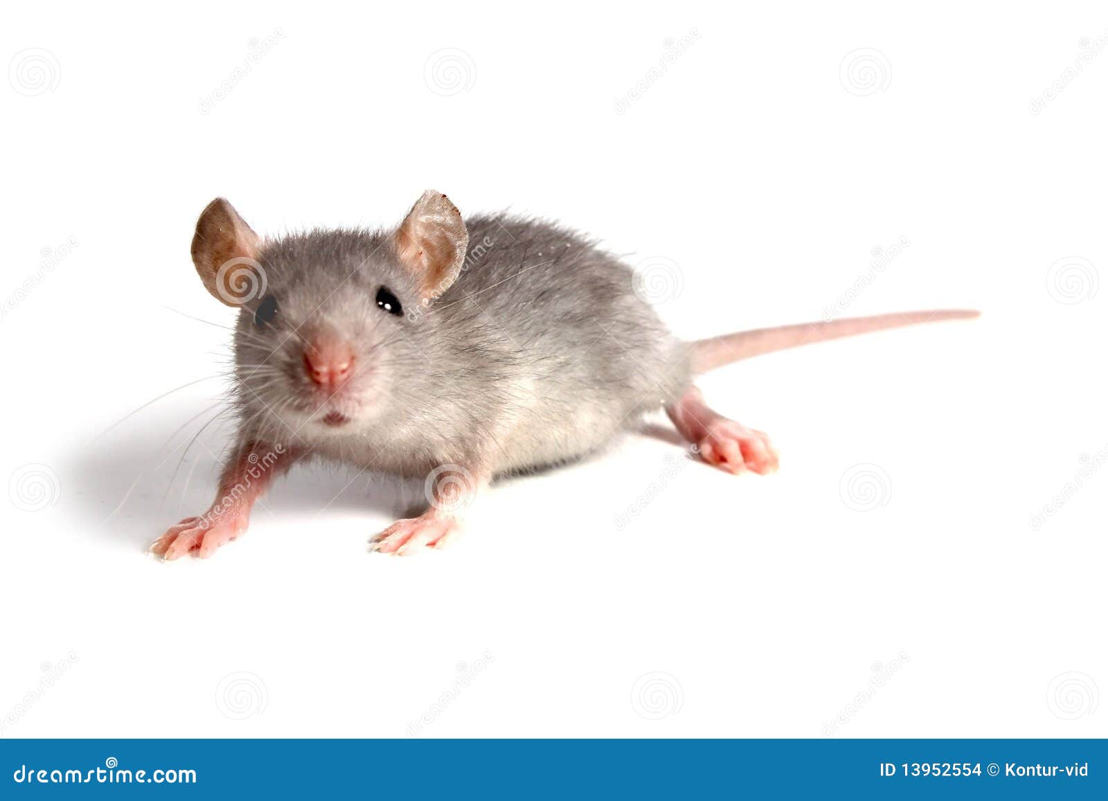 Mouse stock photo. Image of white, pets, small, animal - 13952554
