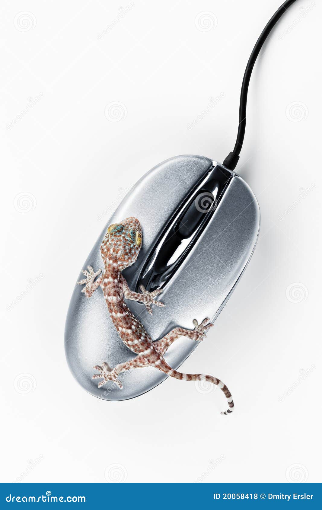 On mouse stock photo. Image of moving, macro, colorful - 20058418