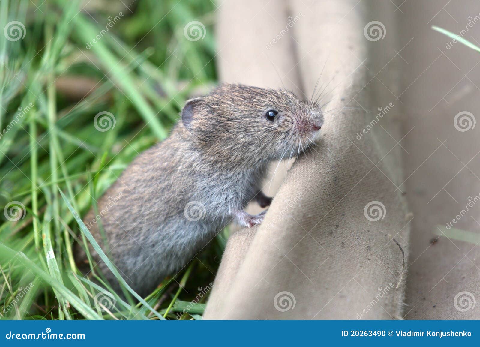 Mouse stock photo. Image of brown, mouse, grey, pest - 20263490