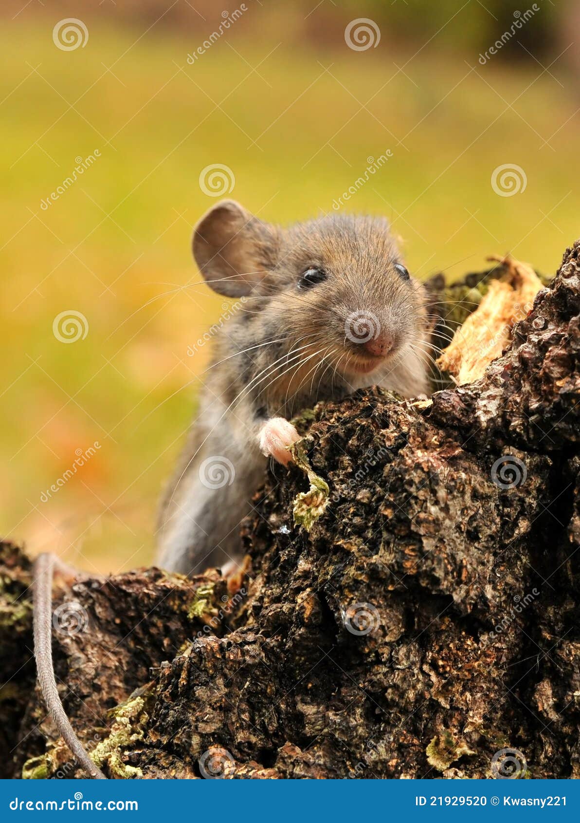 Mouse stock photo. Image of rodents, rodent, predator - 21929520