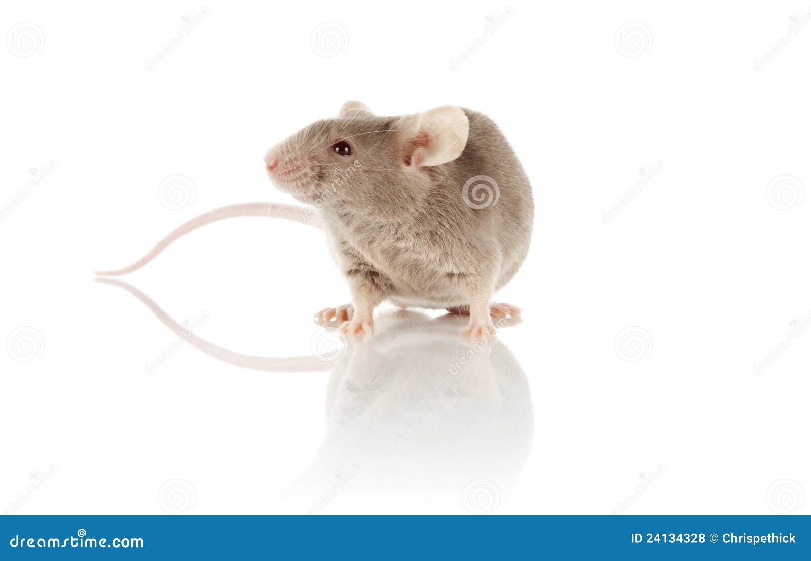 Mouse stock photo. Image of rodent, cute, small, pets - 24134328