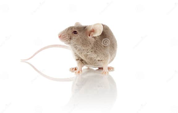 Mouse stock photo. Image of rodent, cute, small, pets - 24134328