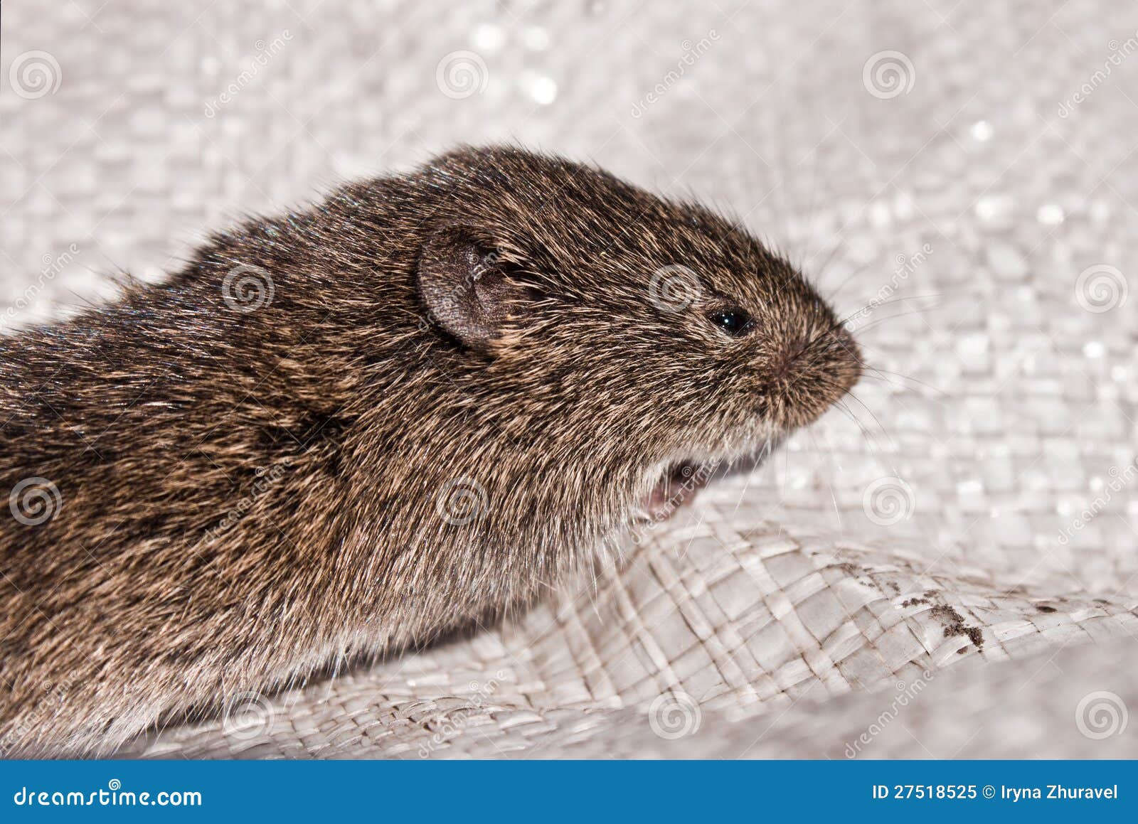 Mouse stock image. Image of close, domestic, small, mice - 27518525