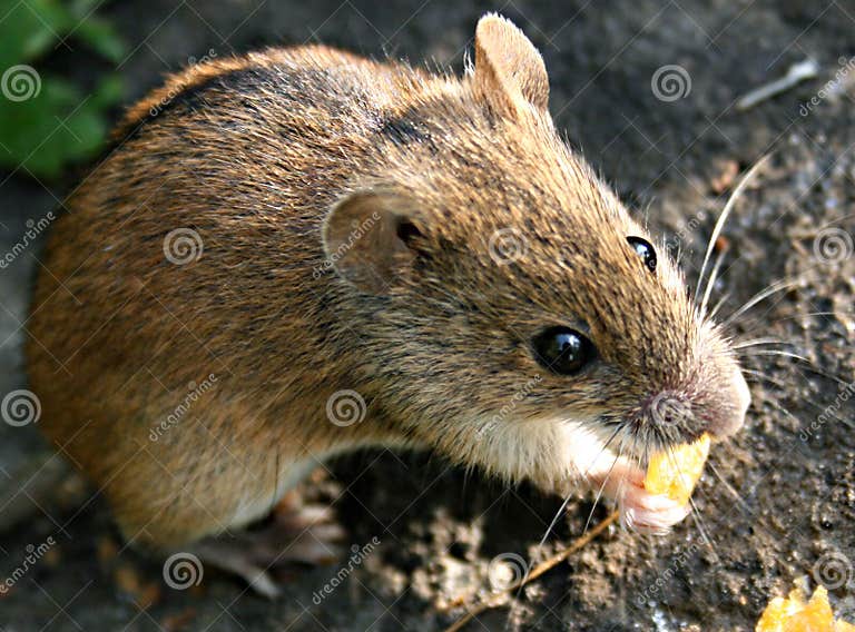 Mouse stock image. Image of mammal, gnawer, rodent, gray - 3407113
