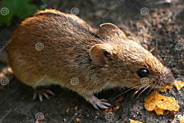 Mouse stock photo. Image of mouse, rock, tail, nature - 3422834