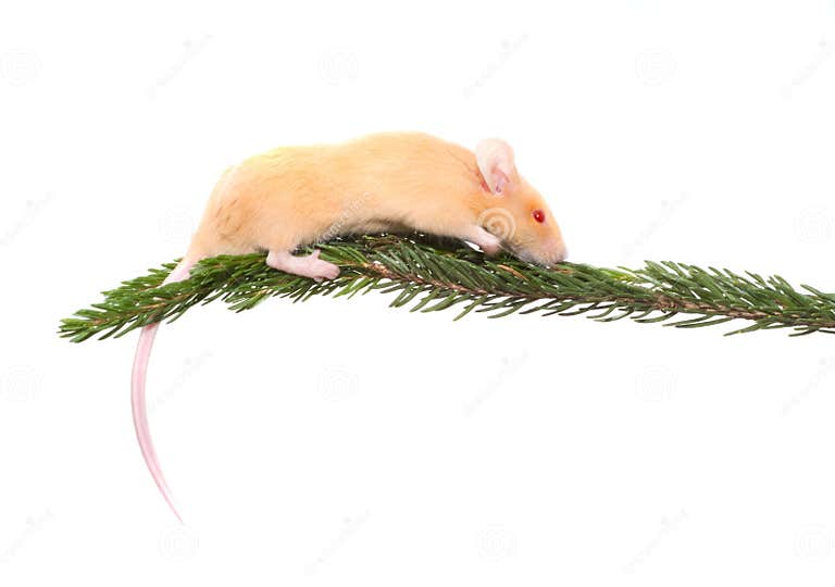 Mouse stock photo. Image of coniferous, mouse, needle - 3762312