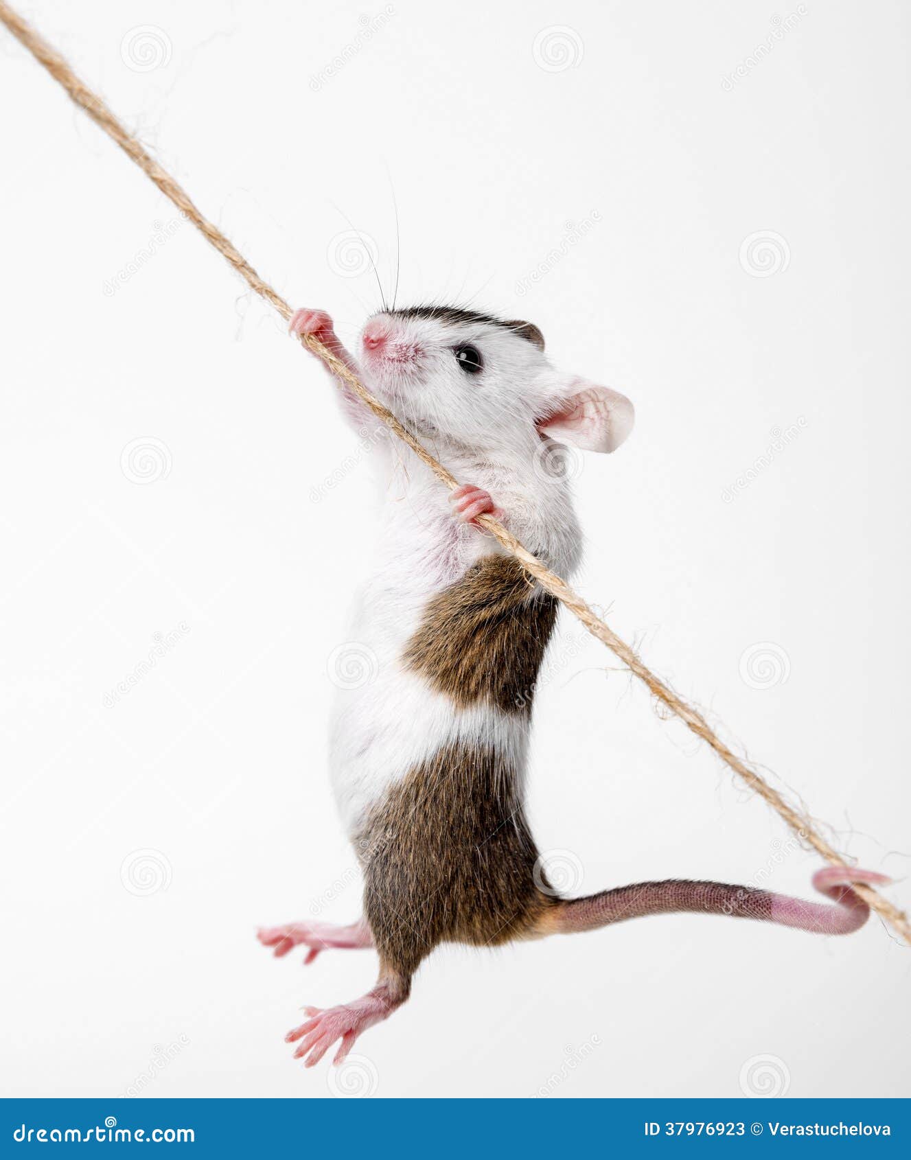Mouse stock image. Image of mammal, hairy, face, domestic - 37976923
