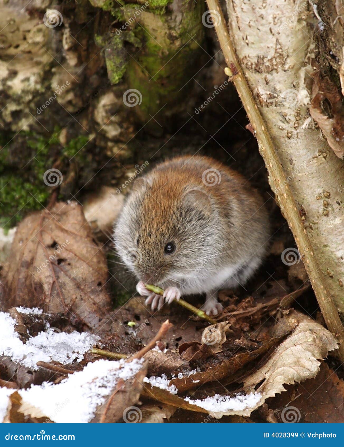 Mouse stock image. Image of wildlife, snow, mouse, nature - 4028399