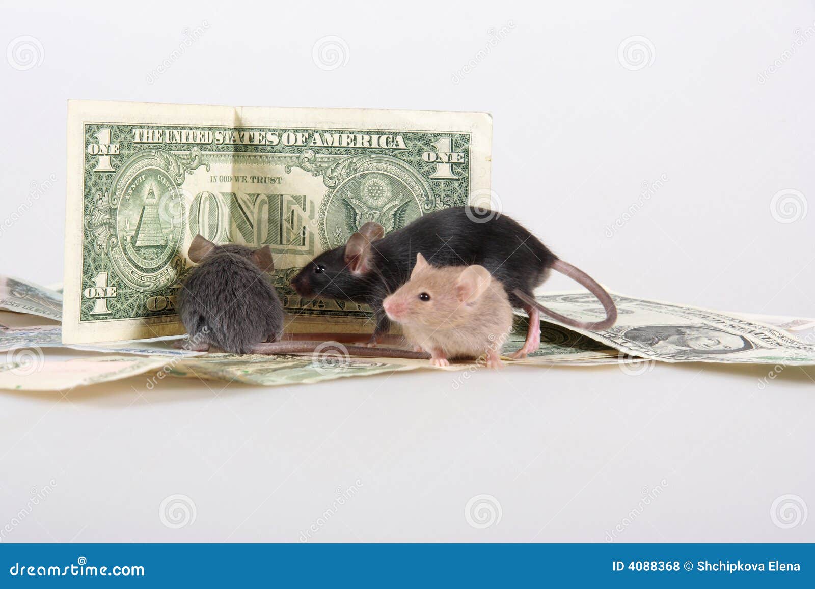 Mouse stock photo. Image of denomination, look, tail, rodent - 4088368