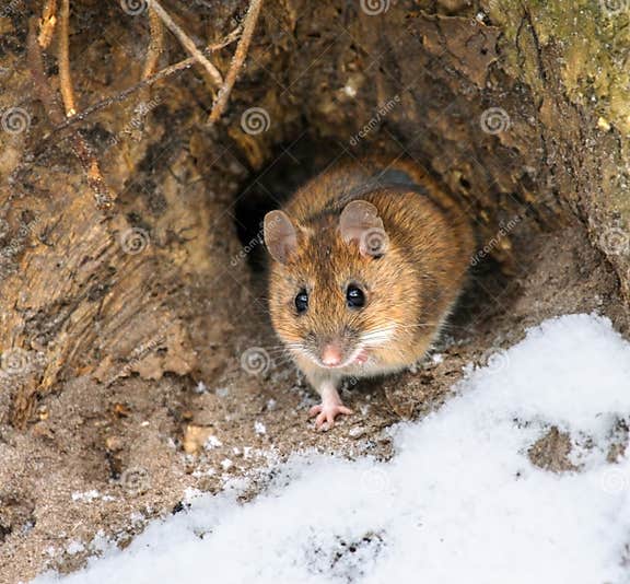 Mouse stock image. Image of forest, preserve, forester - 4101969