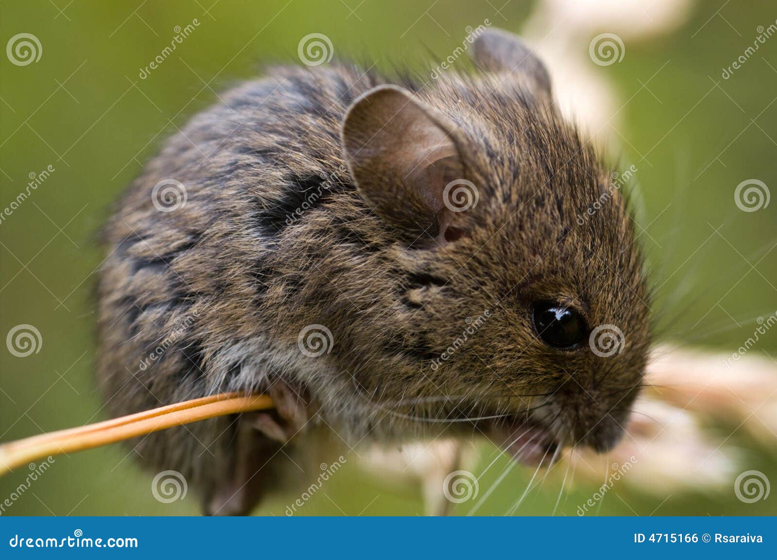 Mouse stock photo. Image of rodent, vermin, fauna, cute - 4715166