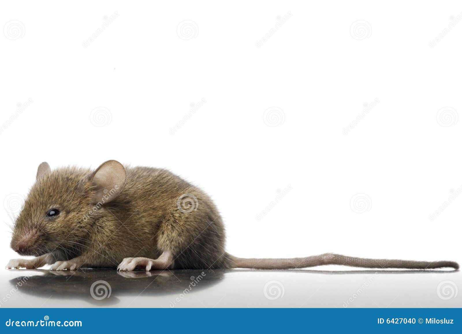 Mouse stock photo. Image of pest, tail, mouse, cute, snout - 6427040