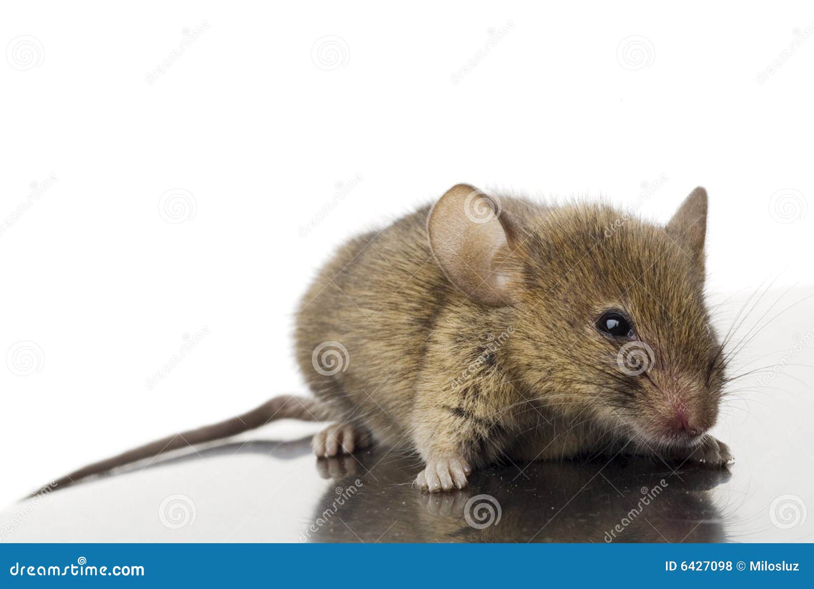 Mouse stock photo. Image of mammal, small, cute, mouse - 6427098