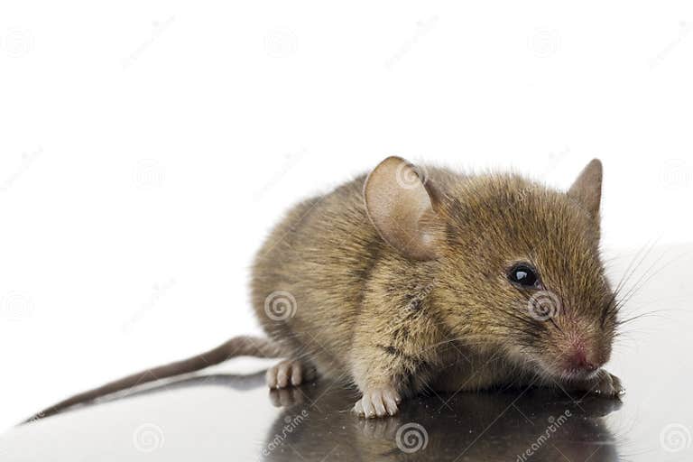 Mouse stock photo. Image of mammal, small, cute, mouse - 6427098