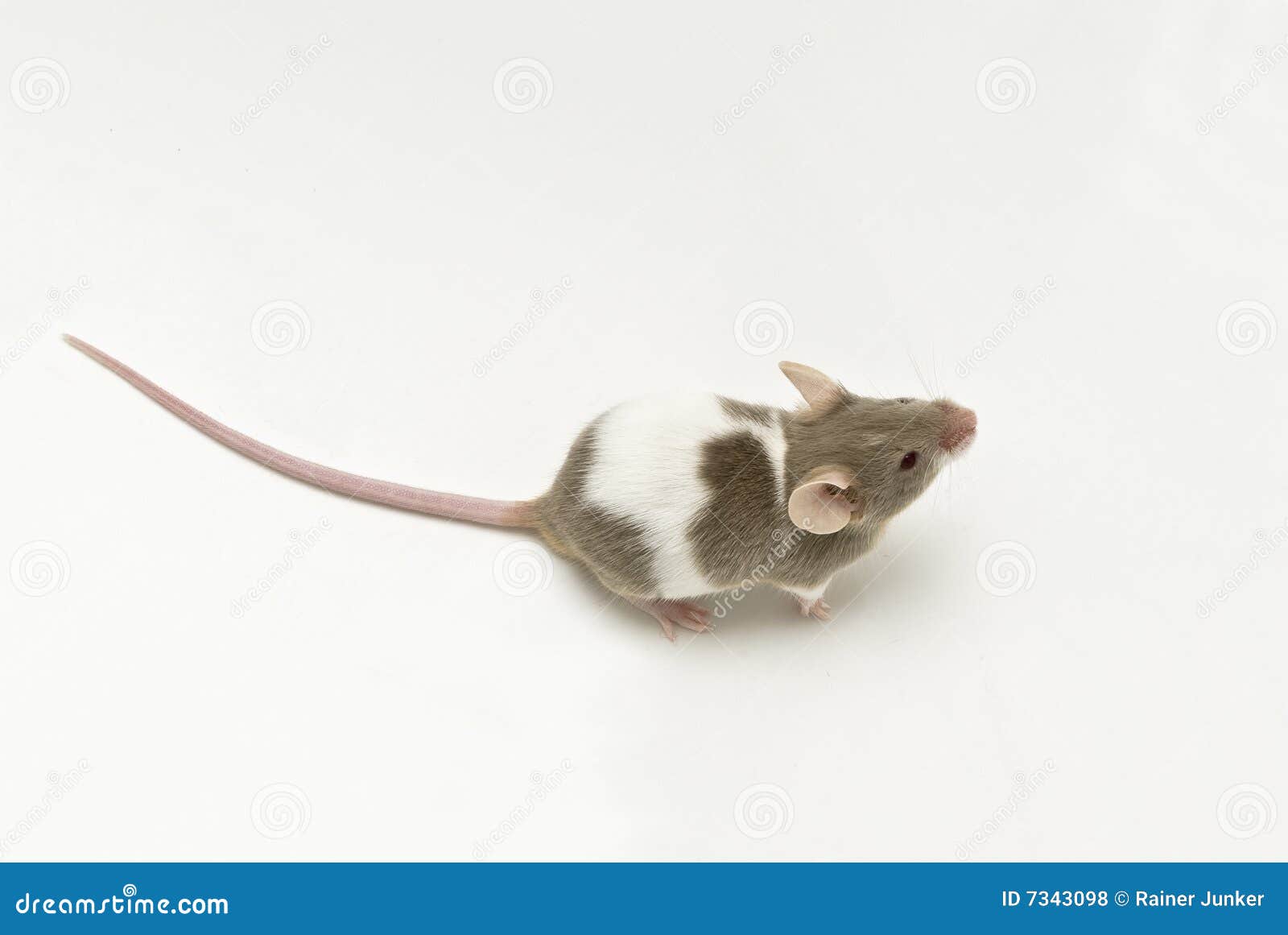 Mouse stock photo. Image of tail, rodent, head, sniff - 7343098
