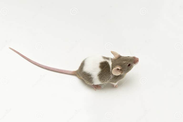 Mouse stock photo. Image of tail, rodent, head, sniff - 7343098