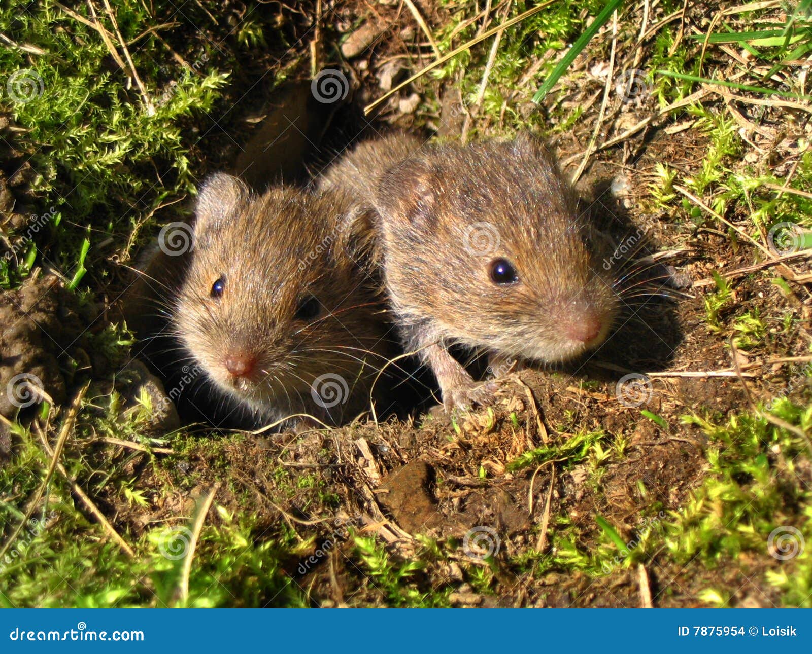 Mouse stock photo. Image of gray, form, cute, digging - 7875954