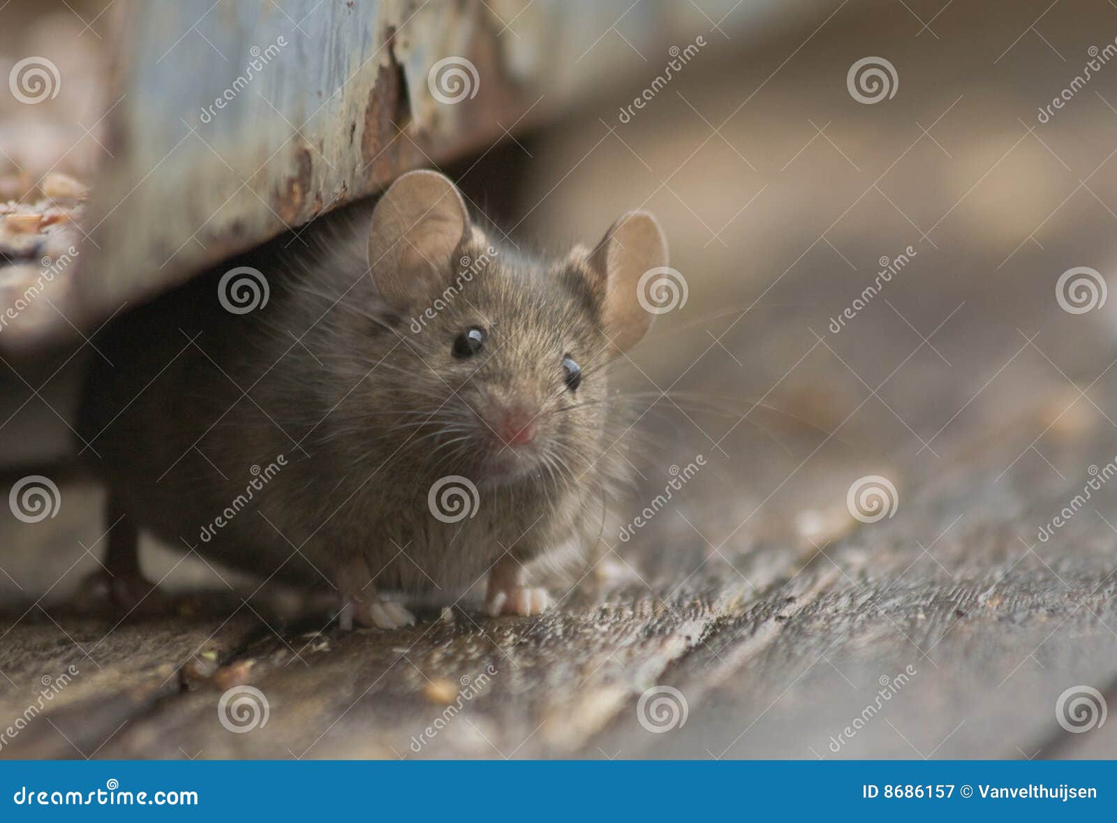 Mouse stock image. Image of unwanted, pests, animal, mammal - 8686157