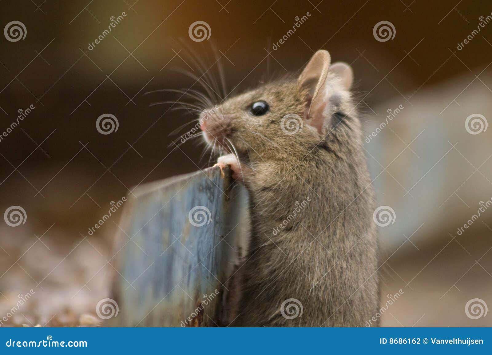 Mouse stock photo. Image of organism, pests, degu, snout - 8686162
