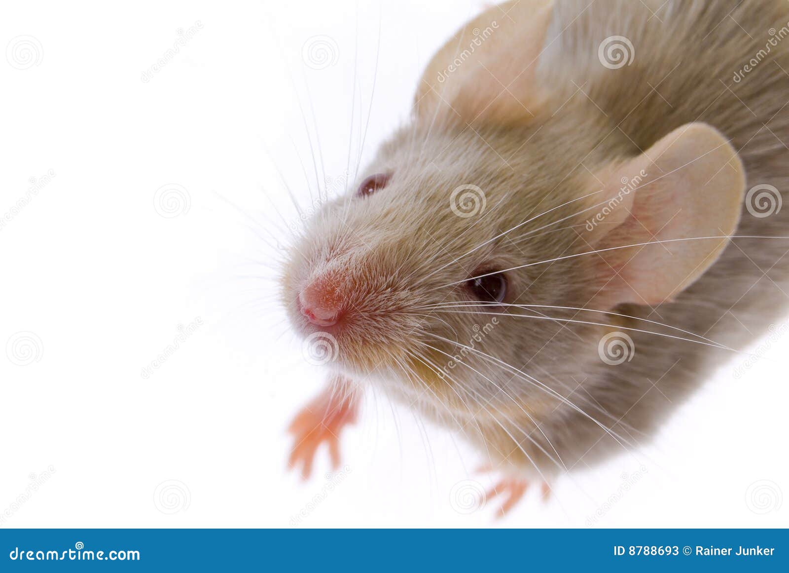 Mouse stock image. Image of grey, nose, cute, head, mammal - 8788693