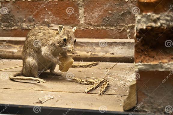 Mouse stock image. Image of tail, lovely, mouse, fluffy - 9872013