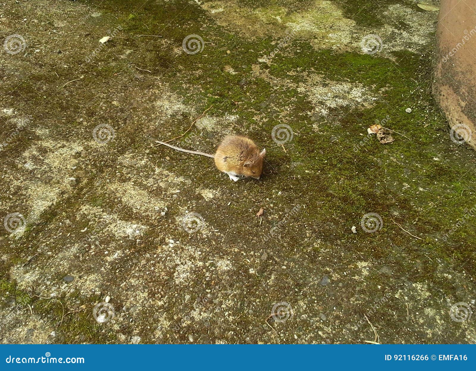 Mouse from Above in the Yard Stock Photo - Image of yard, nature: 92116266