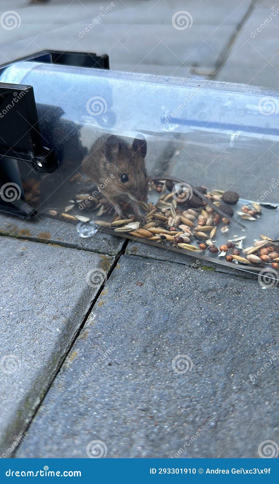 Mouse alive in a mousetrap stock photo. Image of risk - 293301910