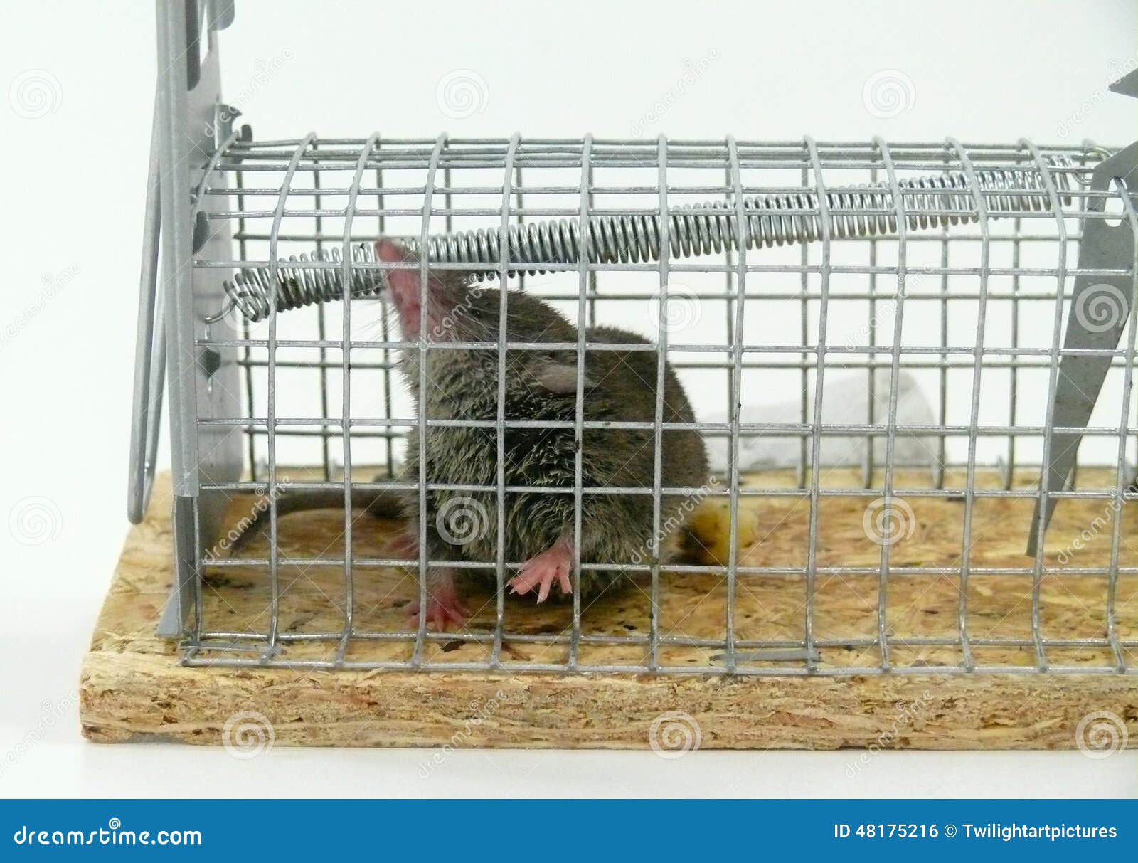 Mouse stock photo. Image of bait, snap, mouse, trapped - 48175216