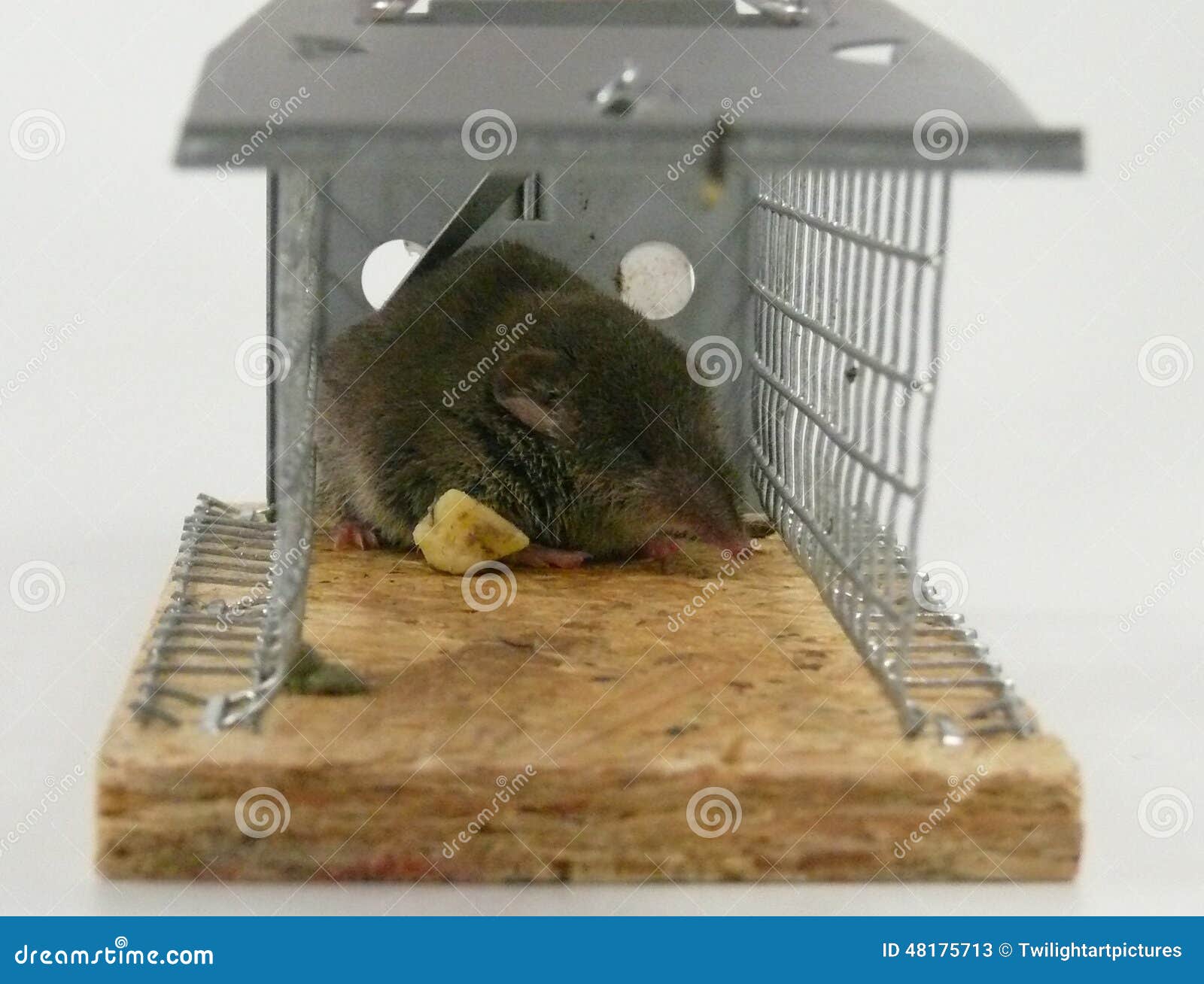 Alive Trapped Mouse Royalty-Free Stock Photo | CartoonDealer.com #48342501