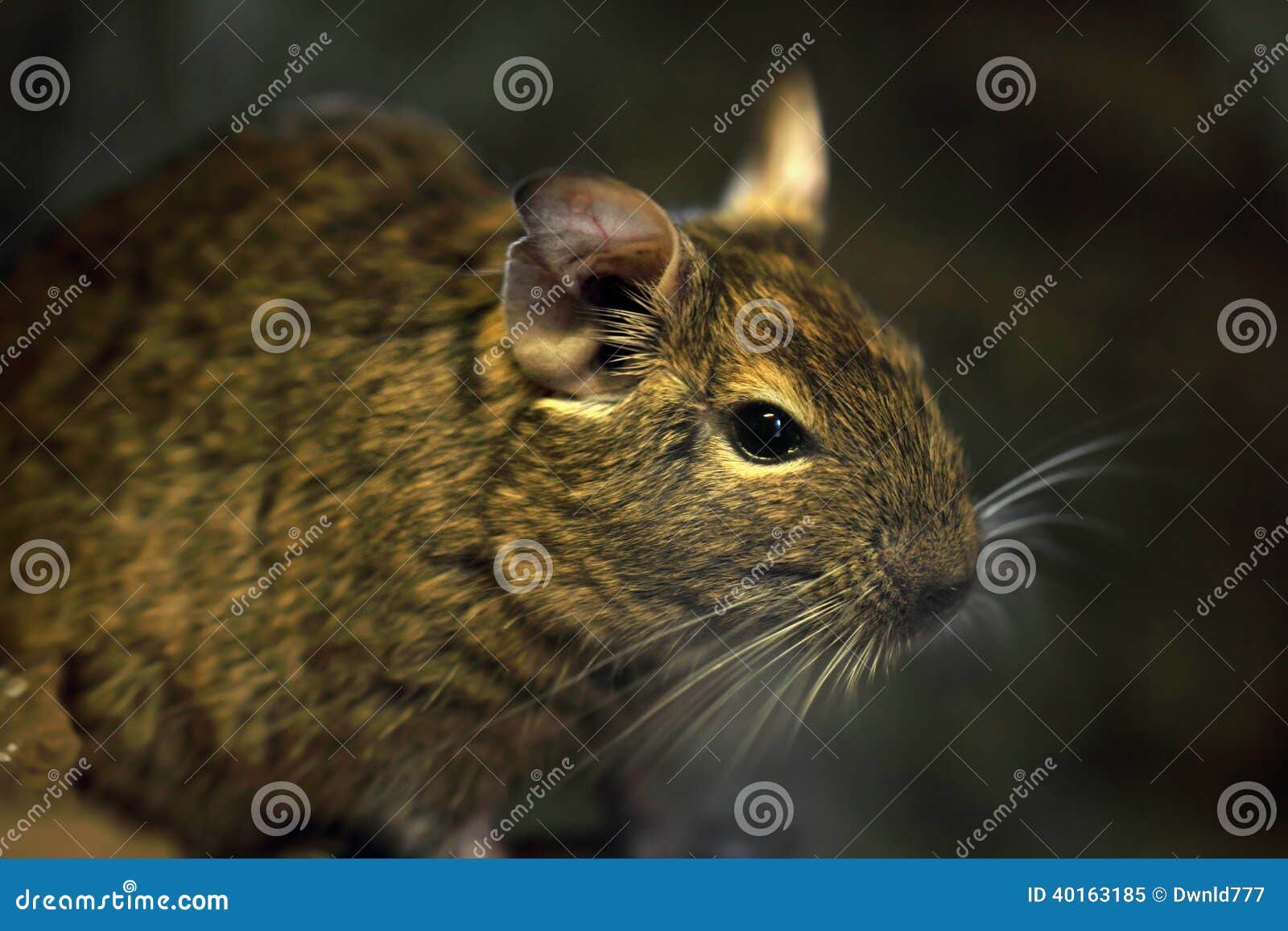 Mouse animal closeup stock image. Image of tailed, chilean - 40163185