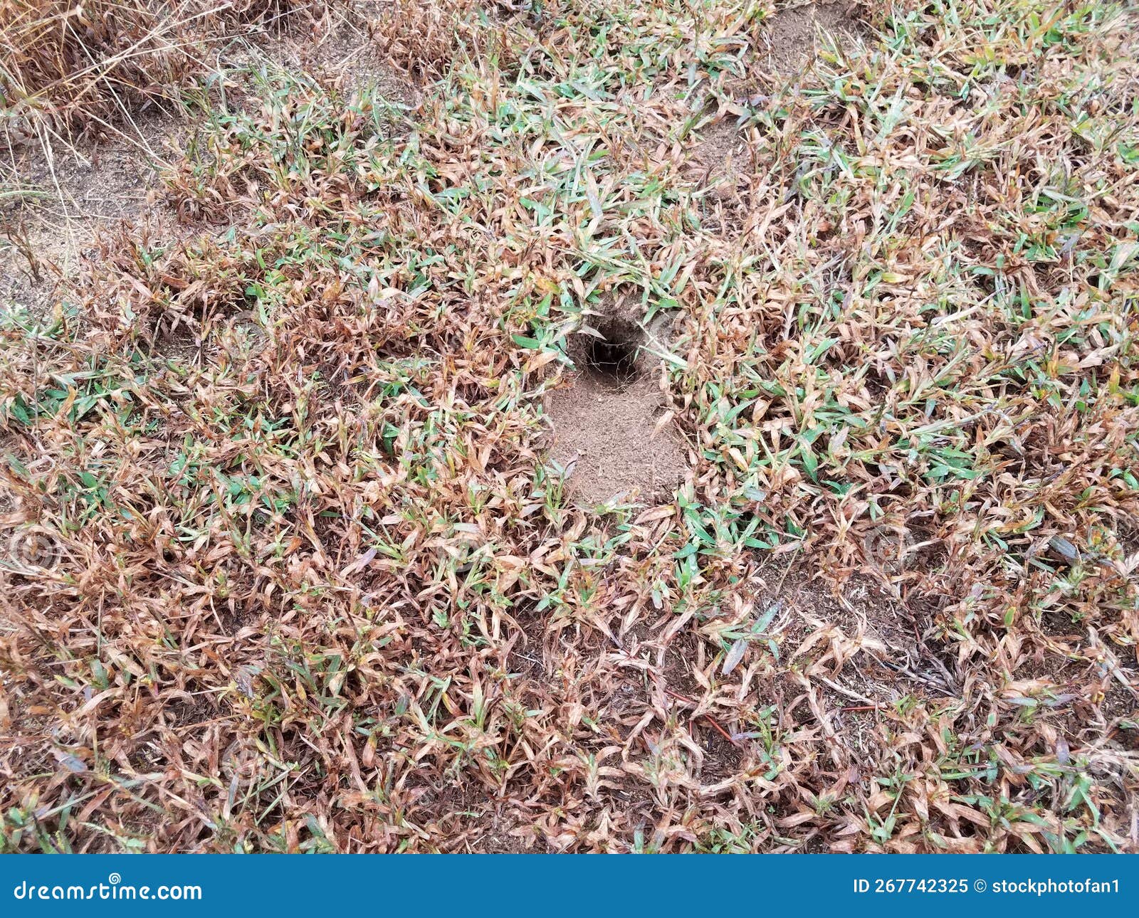 Mouse or Animal Hole Dug in Dirt and Grass Stock Image - Image of lawn ...